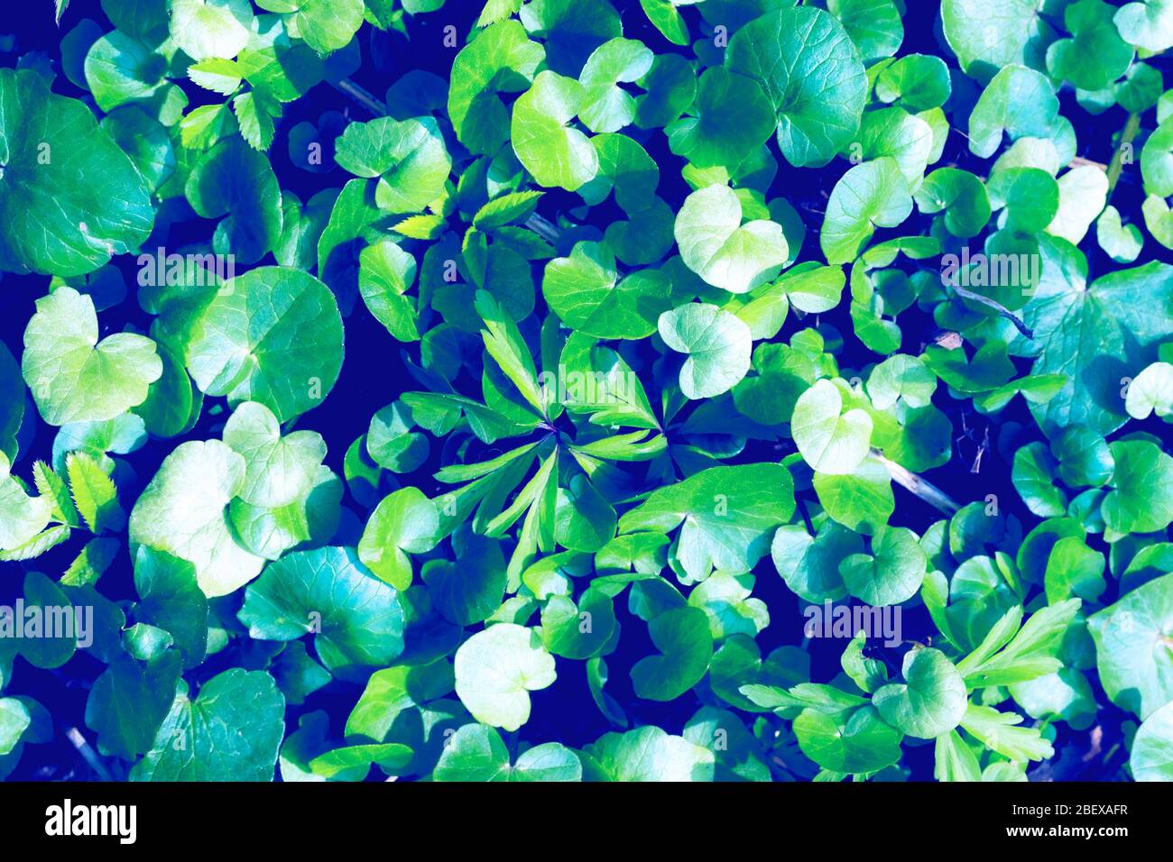 Texture of young cyan plant sprouts. Early spring. Abstract backdrop ...