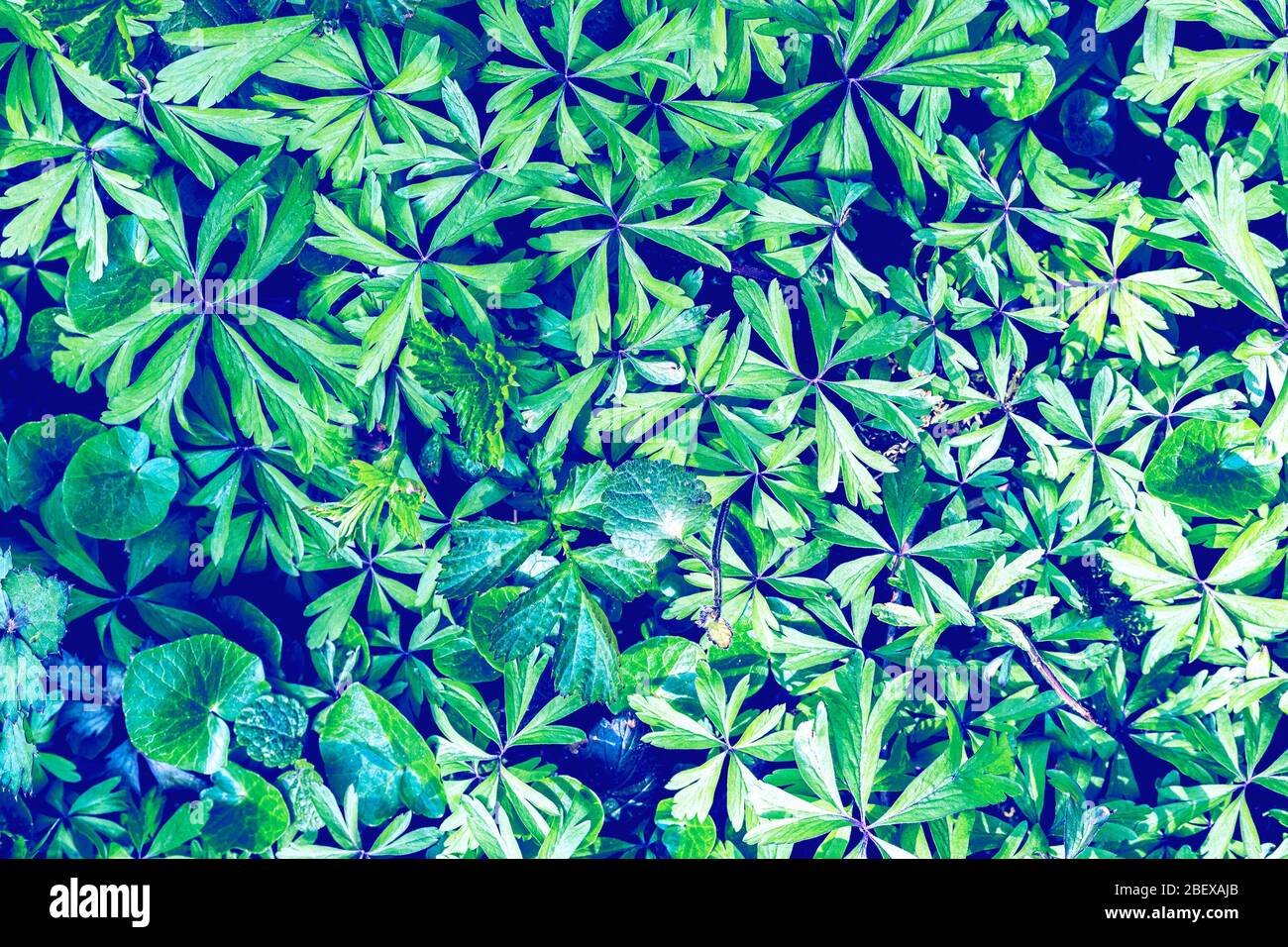 Texture of young cyan plant sprouts. Early spring. Abstract background ...