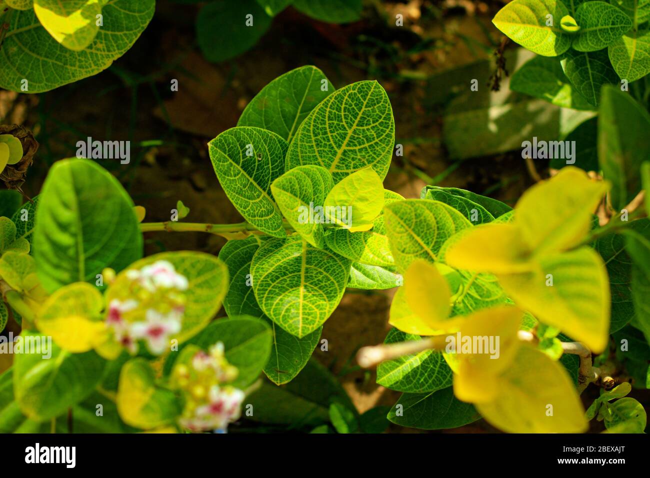 Karachi forest hi-res stock photography and images - Alamy