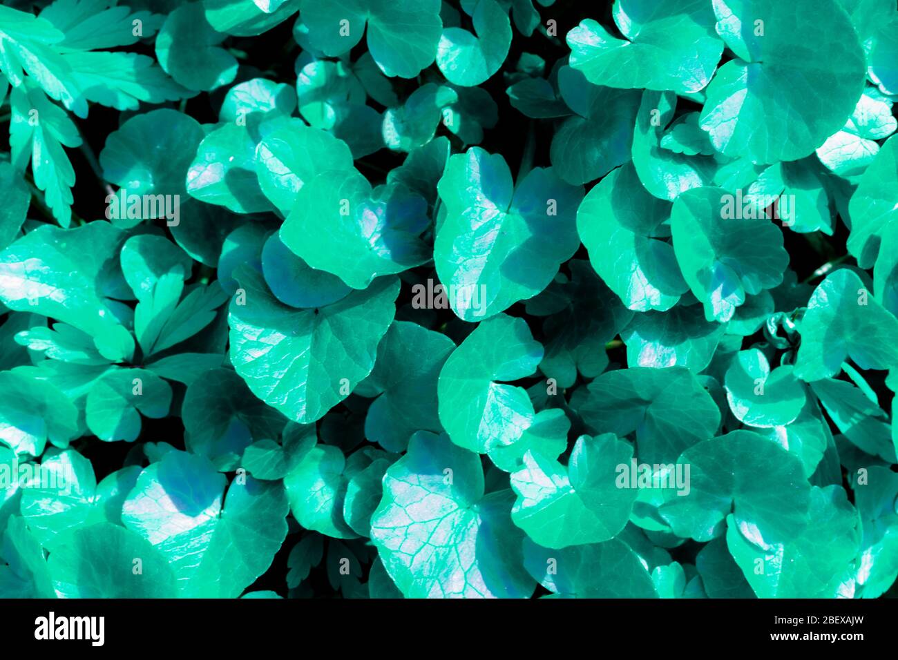 Texture of young cyan plant sprouts. Early spring. Abstract backdrop ...