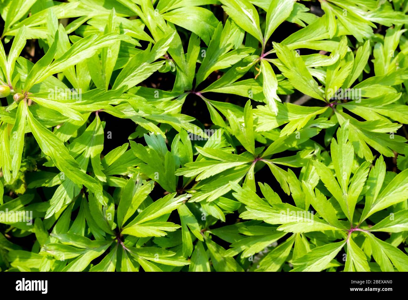 Texture of young green plant sprouts. Early spring. Abstract background ...