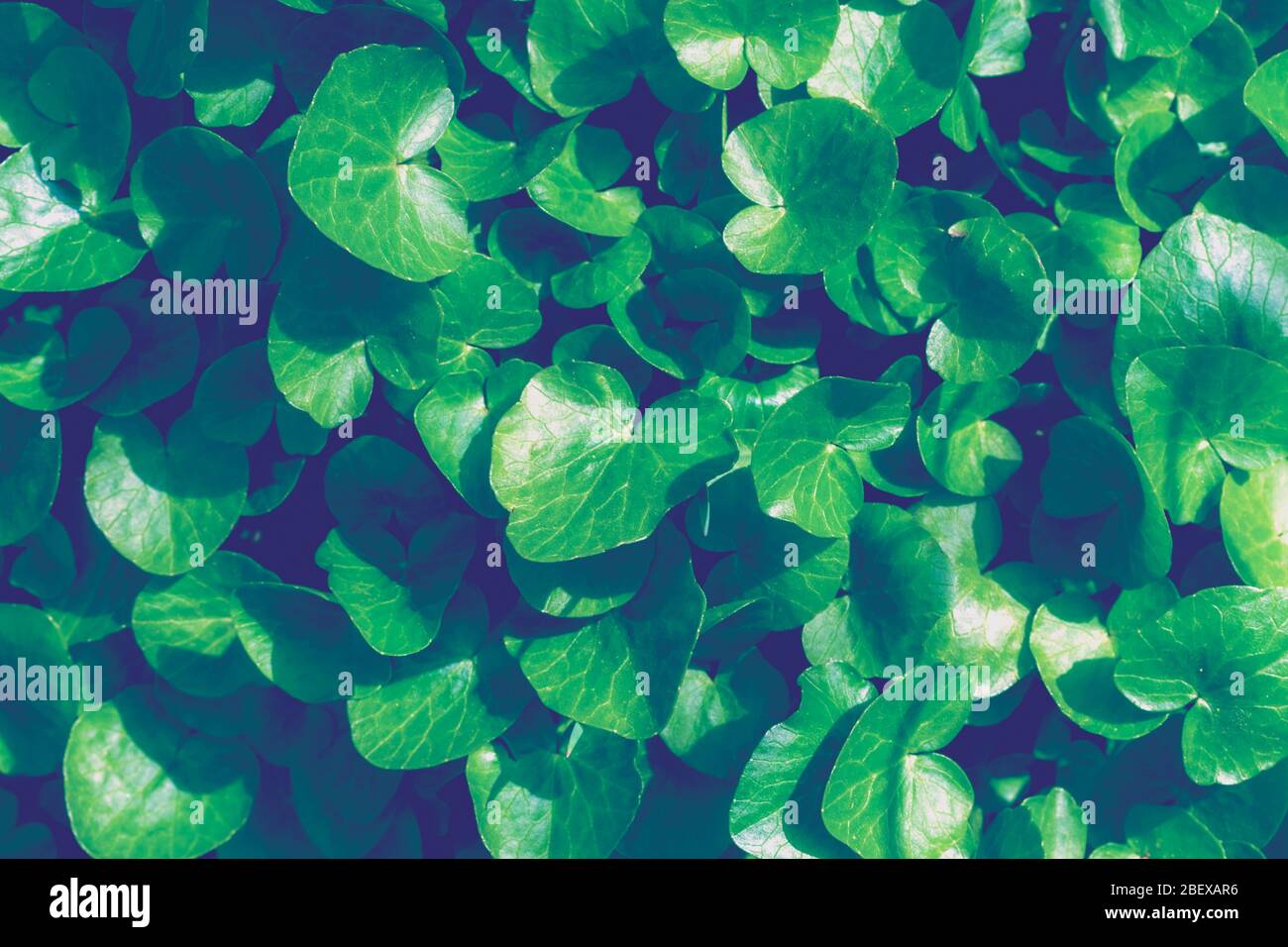 Texture of young cyan plant sprouts. Early spring. Abstract backdrop ...