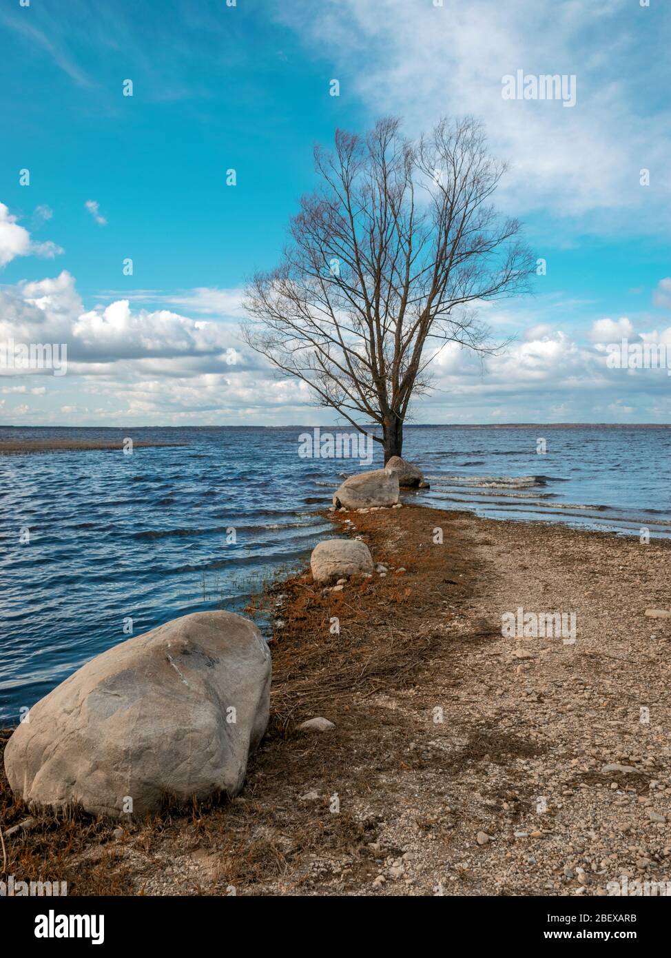 lonely tree and stones in the lake, wind and waves crash against the ...