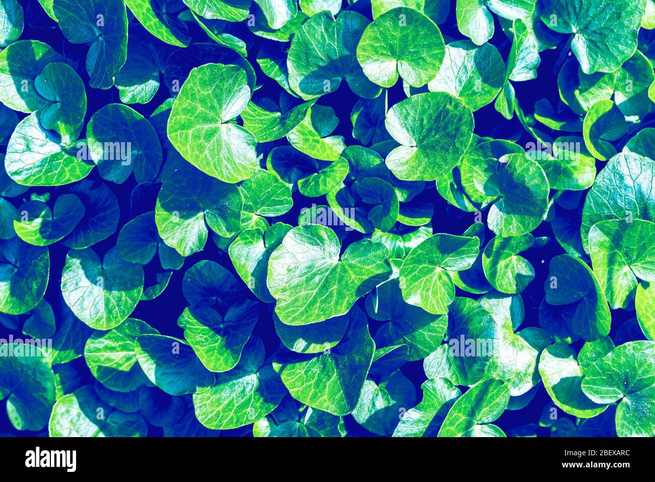 Texture of young cyan plant sprouts. Early spring. Abstract background ...