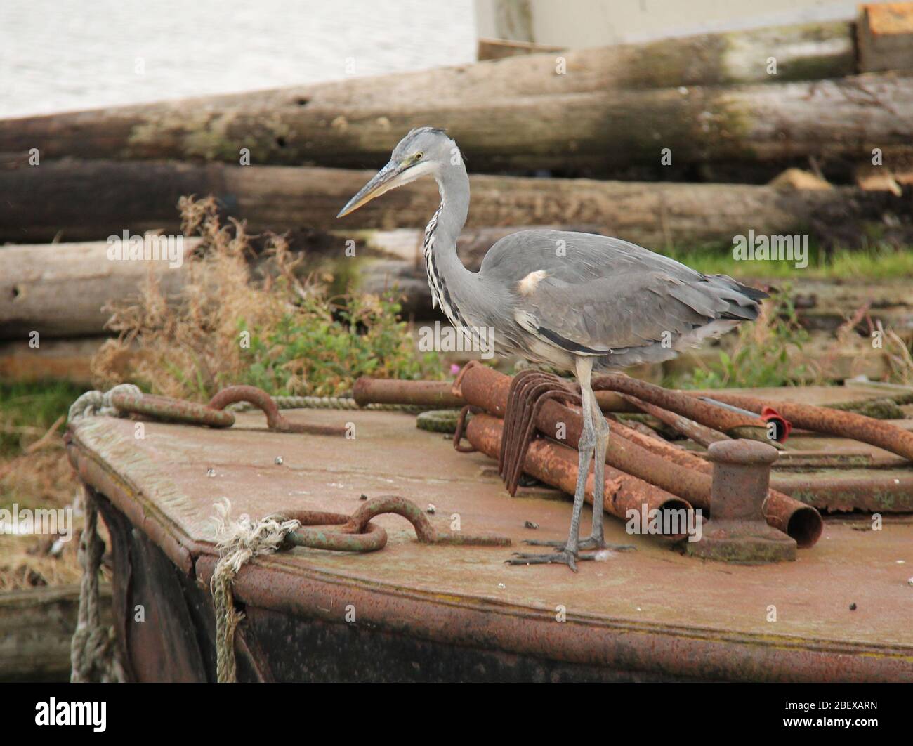 A Beautiful Heron Bird Standing on a Rusty Canal Barge Stock Photo - Alamy
