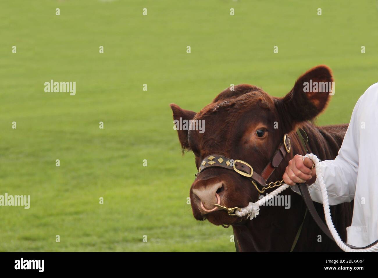 A Champion Winning Lincoln Red Bull Farm Animal Stock Photo - Alamy