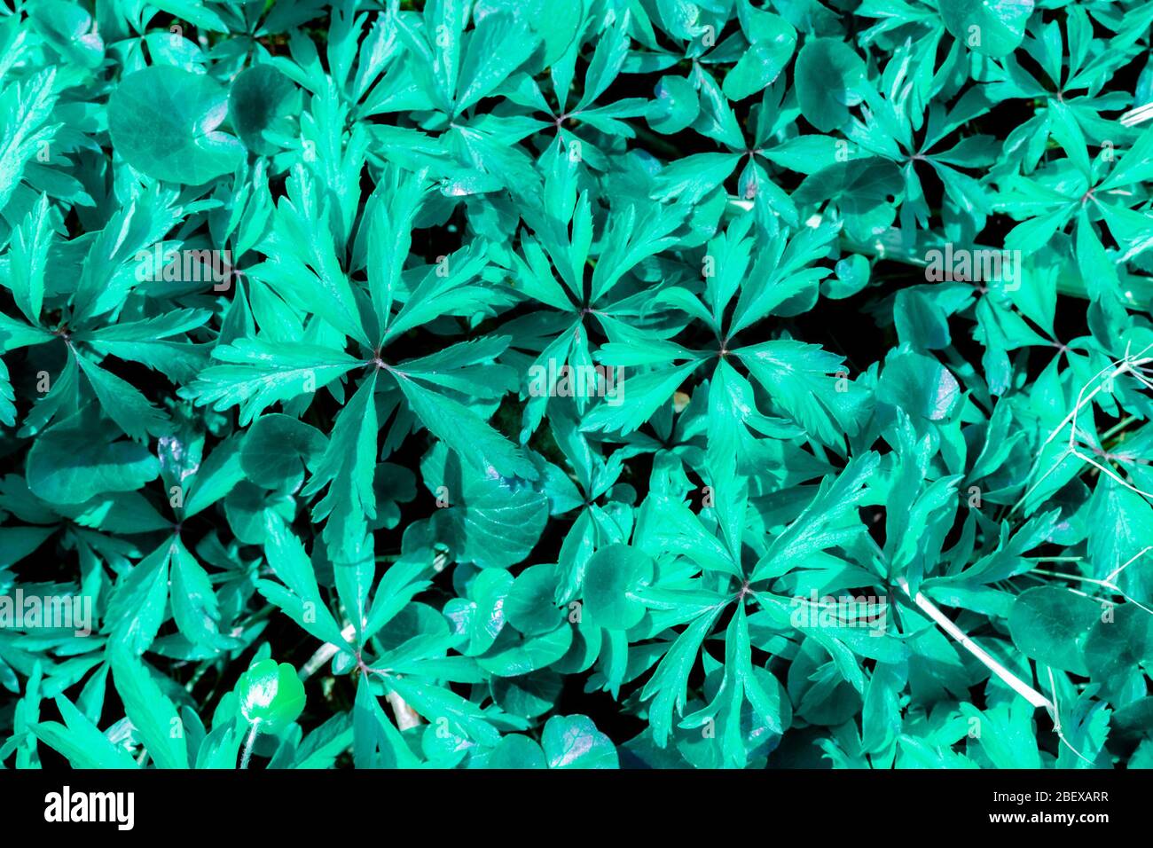 Texture of young cyan plant sprouts. Early spring. Abstract background ...