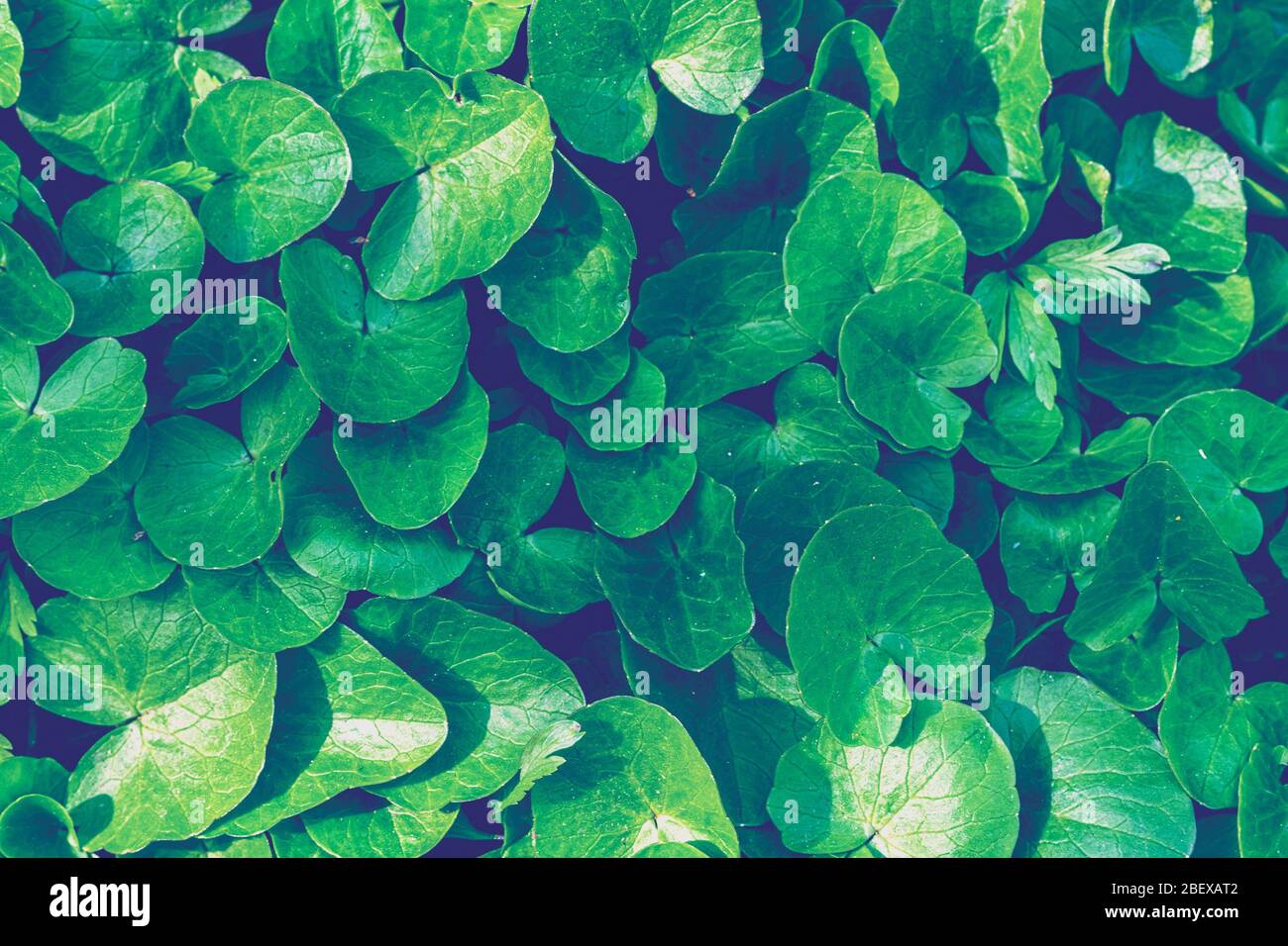 Texture of young cyan plant sprouts. Early spring. Abstract backdrop ...