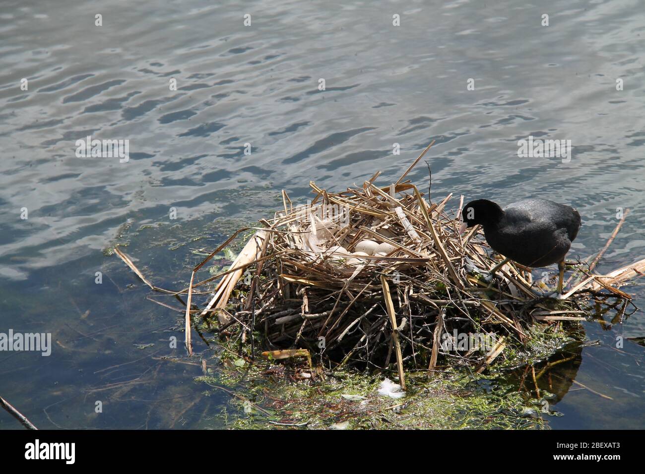 A Coot Bird Returning to the Eggs in the Nest Stock Photo - Alamy
