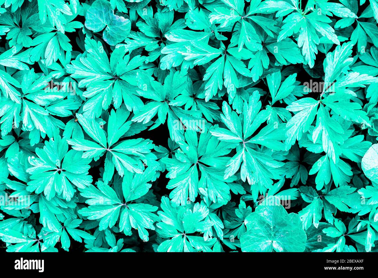 Texture of young cyan plant sprouts. Early spring. Abstract backdrop ...