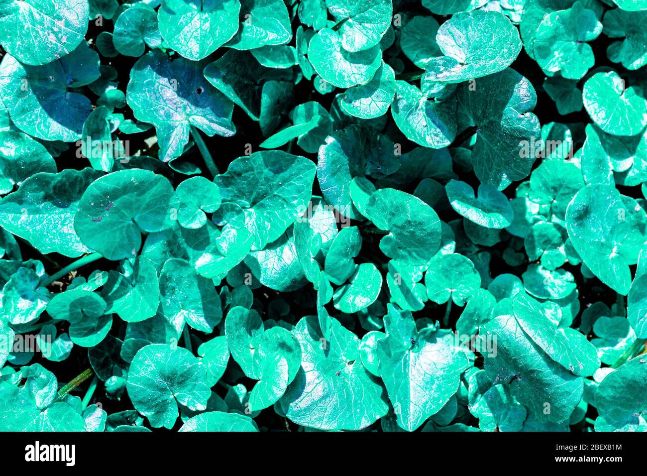 Texture of young cyan plant sprouts. Early spring. Abstract backdrop ...