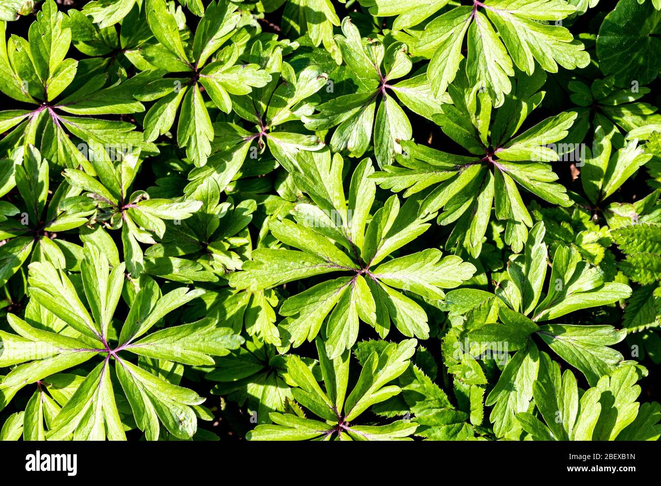 Texture of young green plant sprouts. Early spring. Abstract background ...