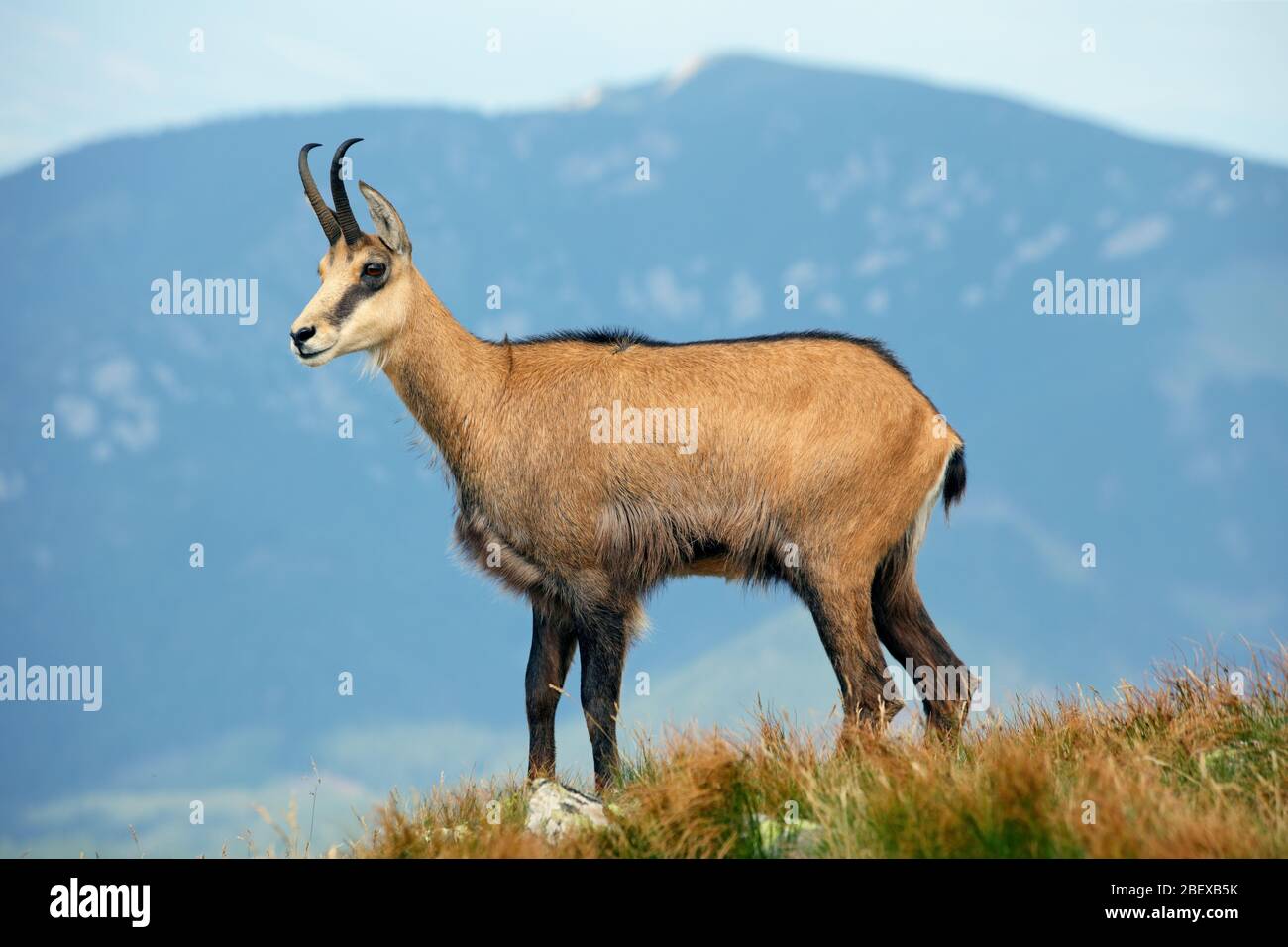 Slovakia wildlife hi-res stock photography and images - Alamy