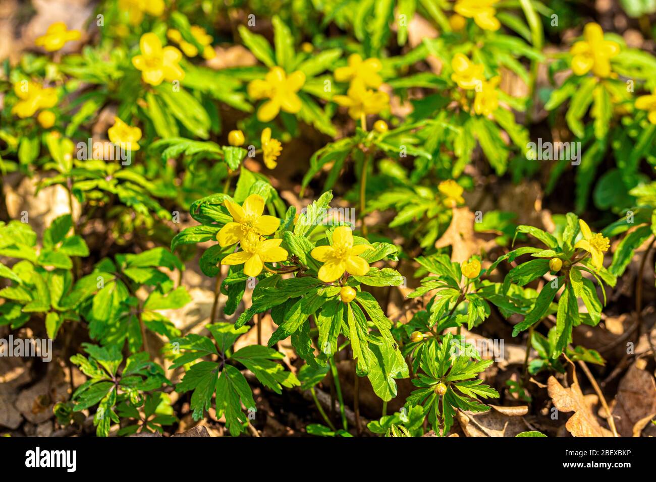 The first spring flowers with yellow petals and green leaves on a sunny ...
