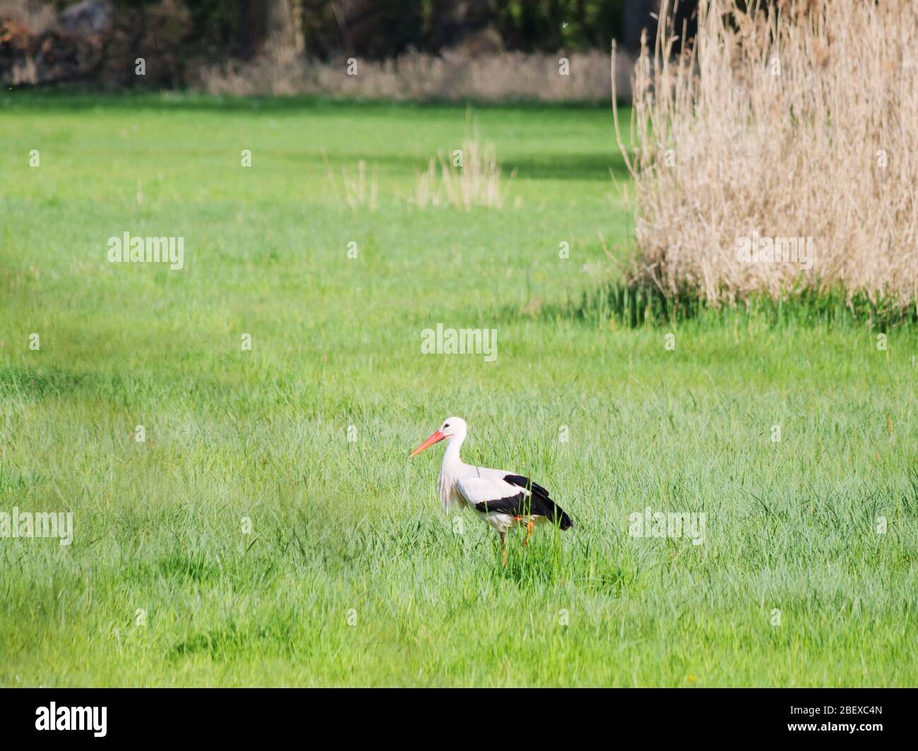 Stork standing hi-res stock photography and images - Alamy