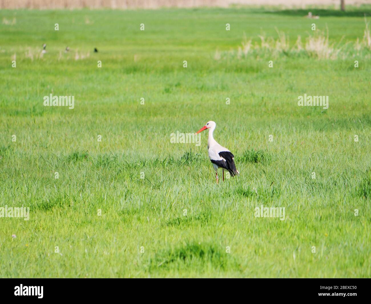 stork standing on meadow in a swamp Stock Photo - Alamy