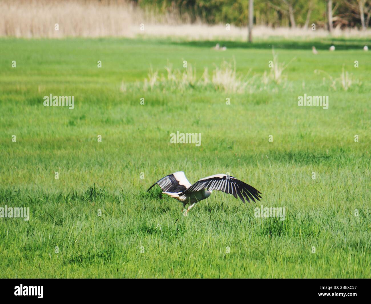 Fleeing bird hi-res stock photography and images - Alamy