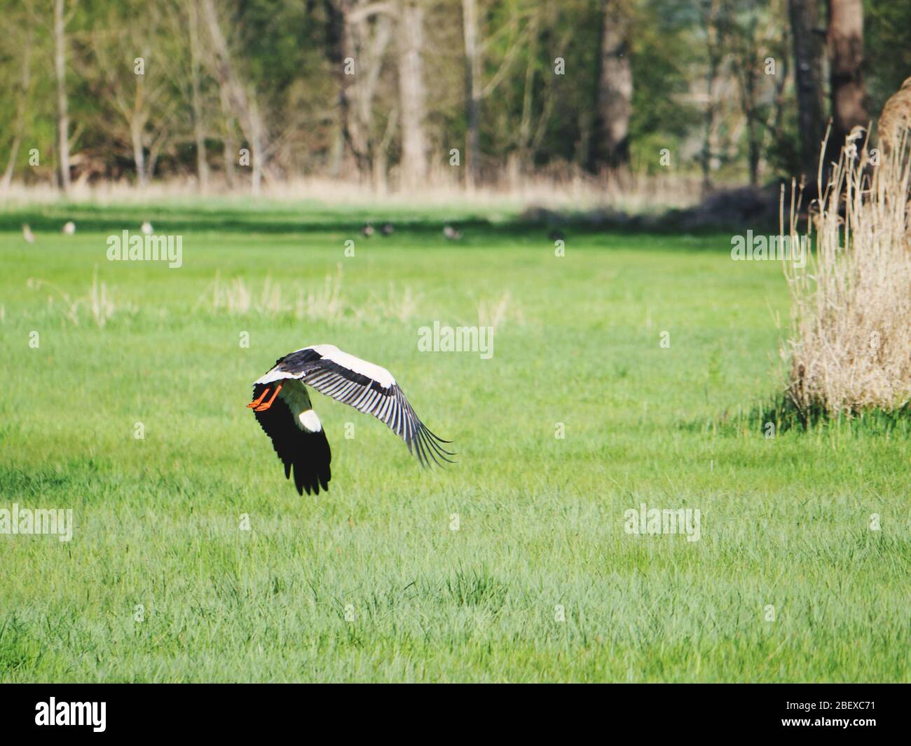 Fleeing Bird High Resolution Stock Photography and Images - Alamy