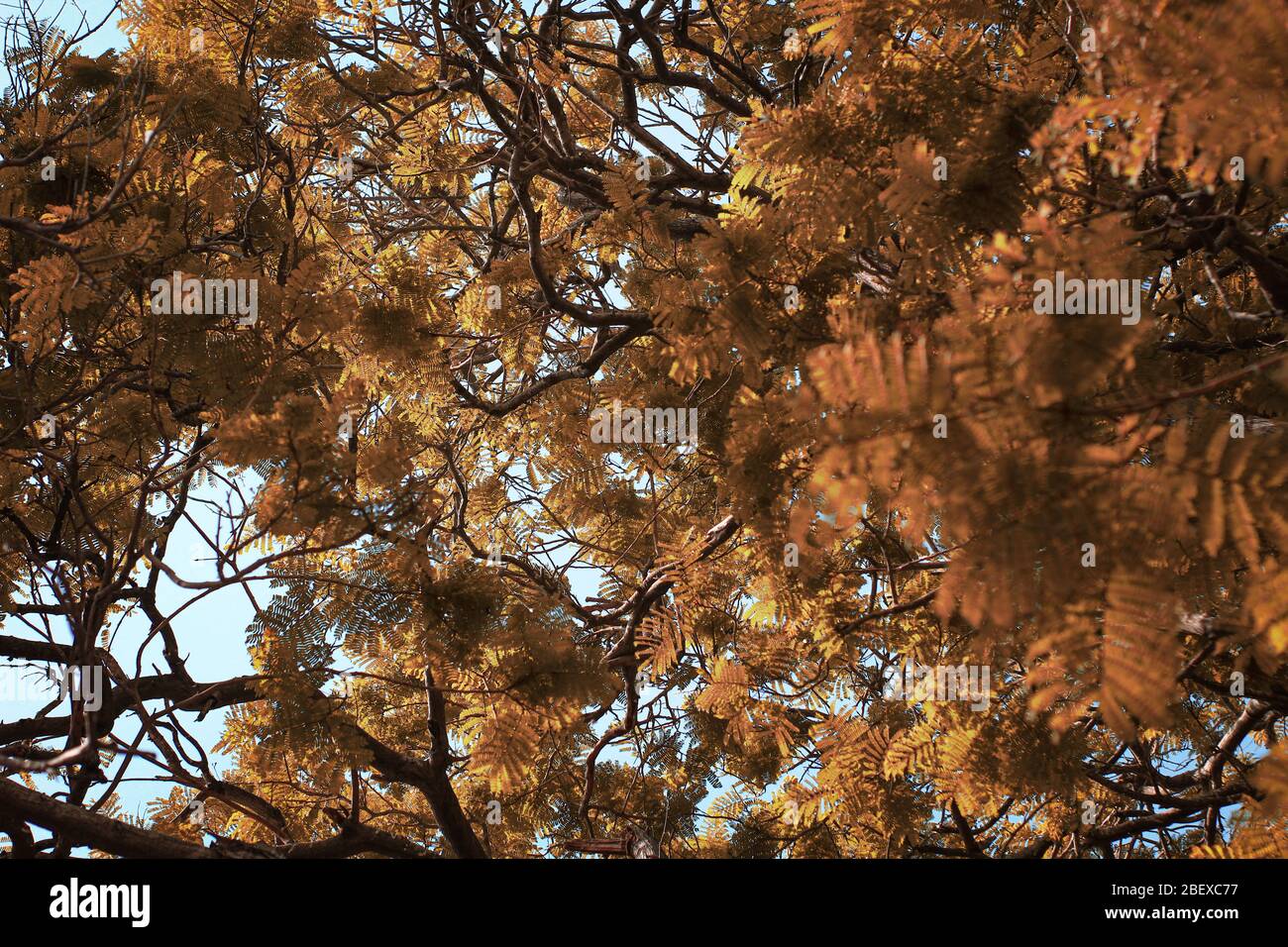 Karachi forest hi-res stock photography and images - Alamy