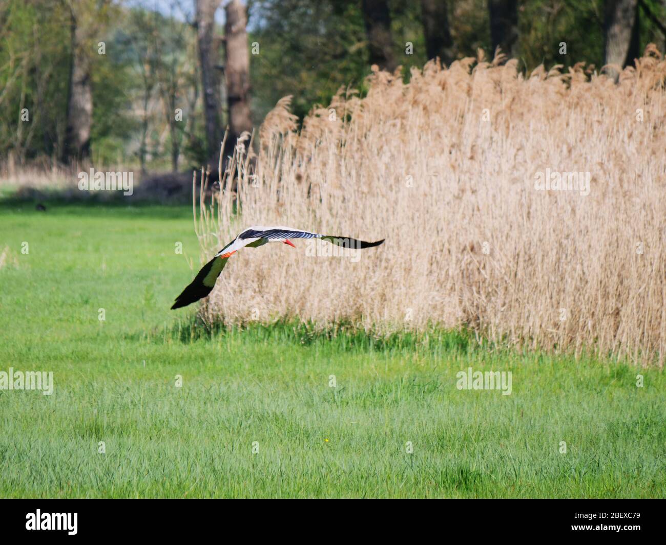 Flying stork spread wings hi-res stock photography and images - Alamy