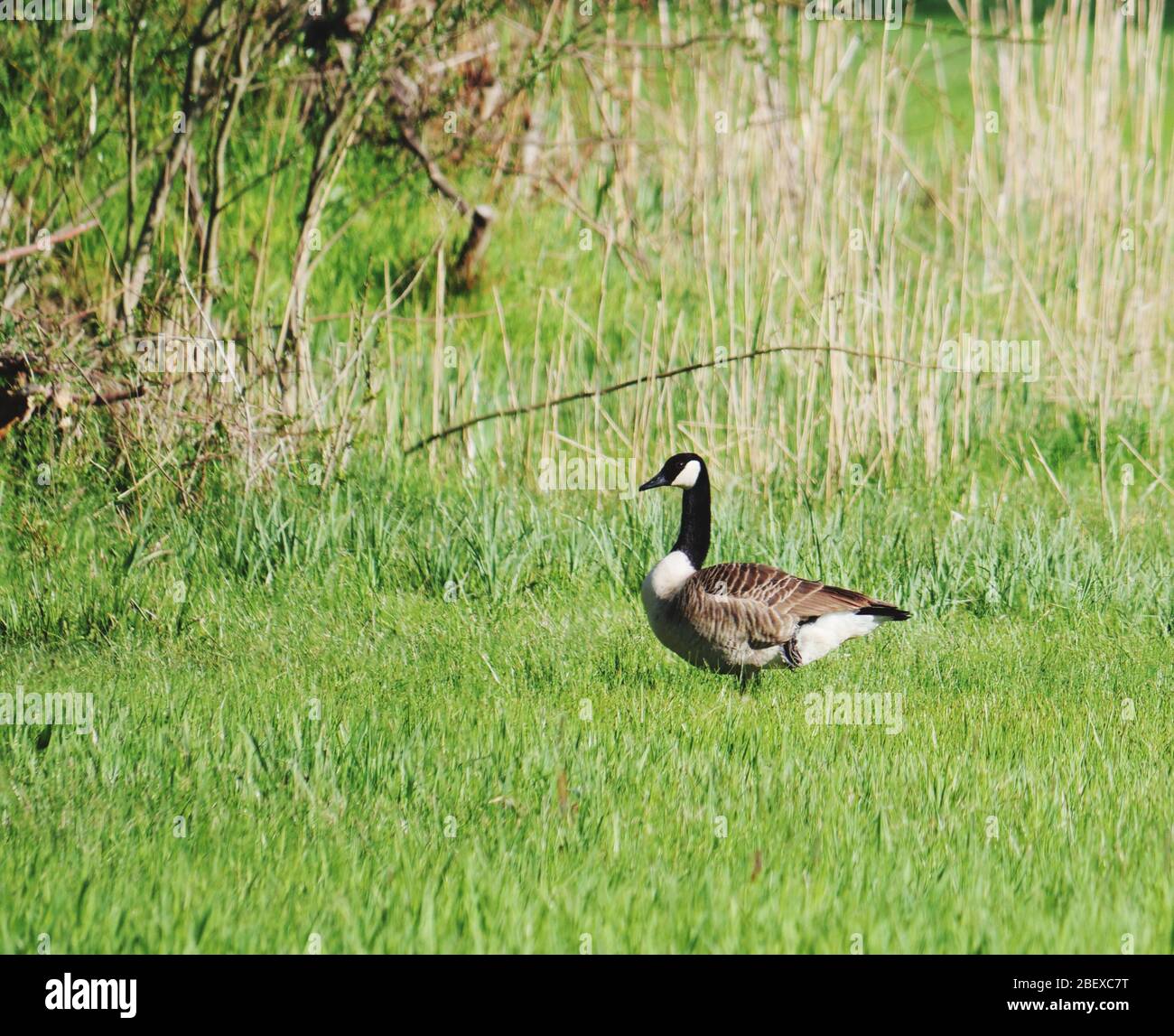 Swamp grass hi-res stock photography and images - Alamy