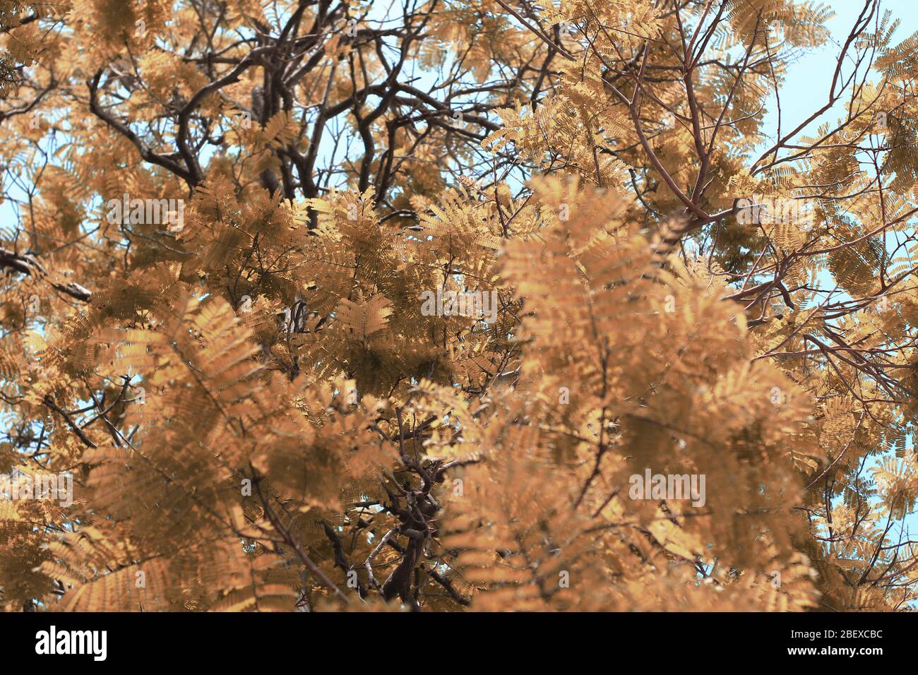 Karachi forest hi-res stock photography and images - Alamy