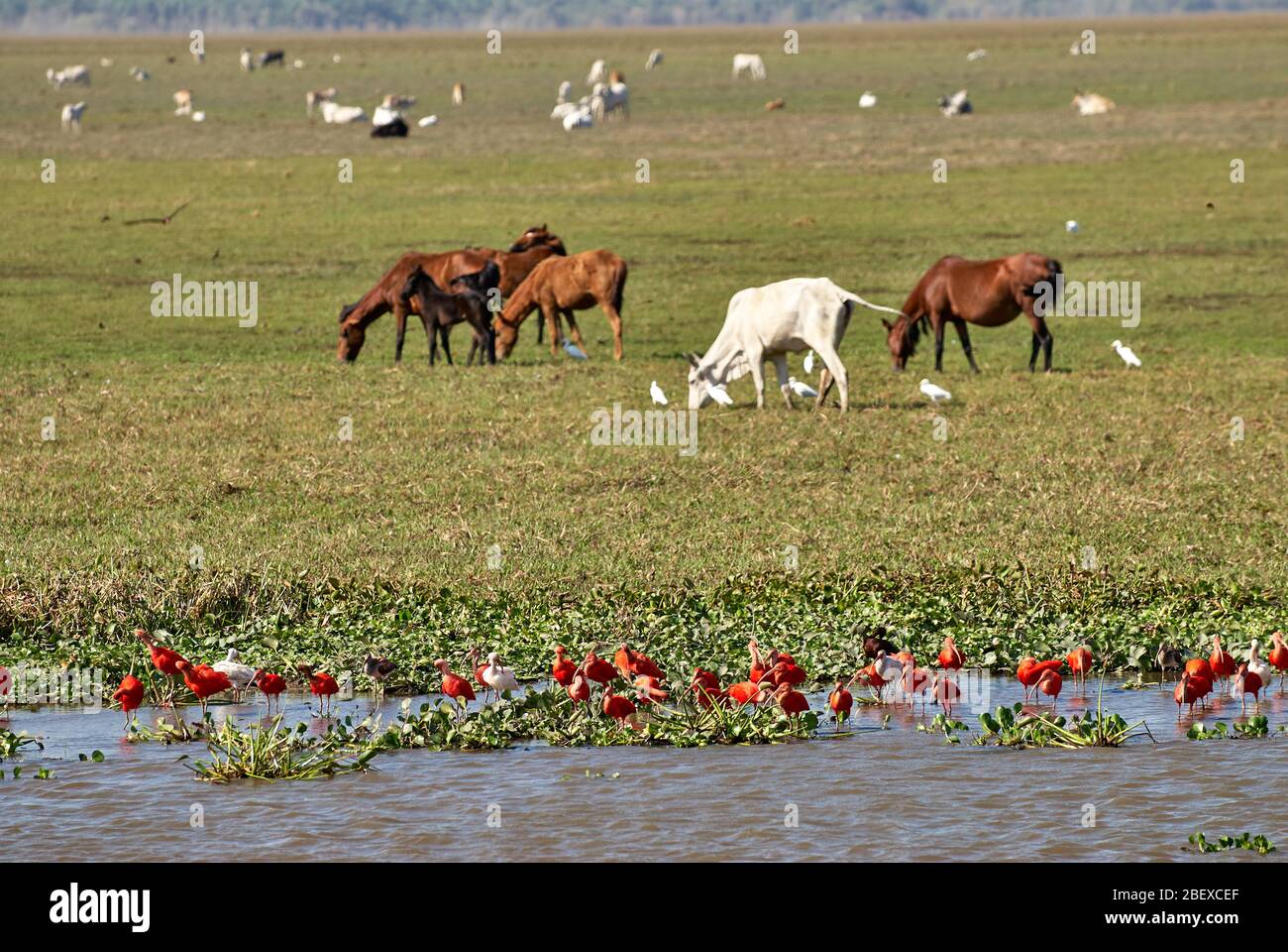 Colony of Scarlet Ibis, Eudocimus ruber, LOS LLANOS, Venezuela, South ...
