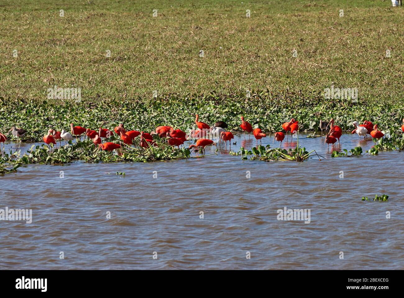 Colony of Scarlet Ibis, Eudocimus ruber, LOS LLANOS, Venezuela, South ...