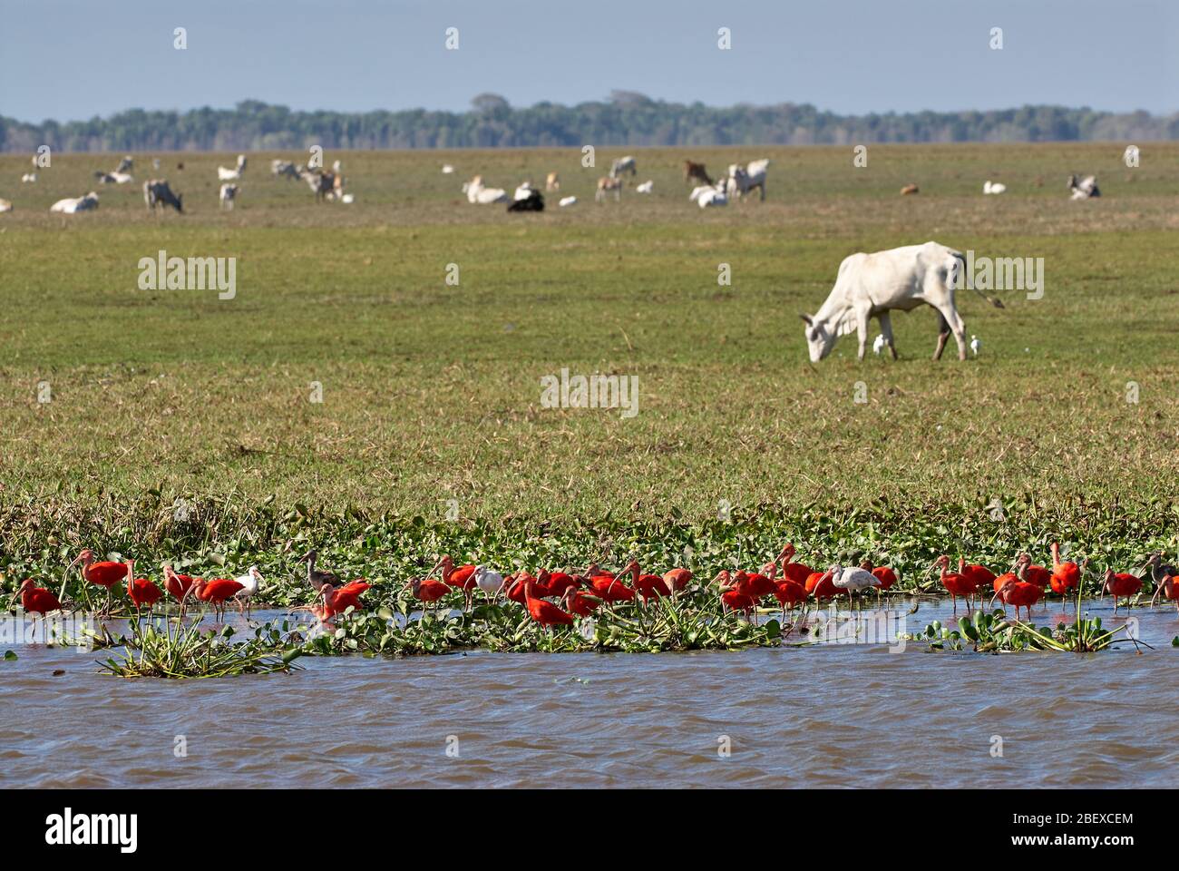 Colony of Scarlet Ibis, Eudocimus ruber, LOS LLANOS, Venezuela, South ...