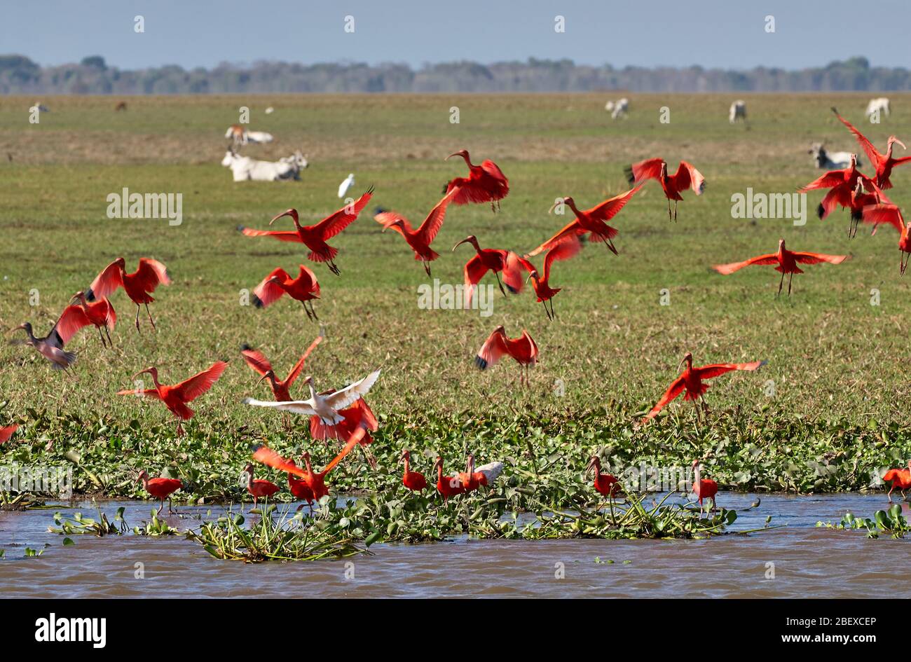Colony of flying Scarlet Ibis, Eudocimus ruber, LOS LLANOS, Venezuela ...