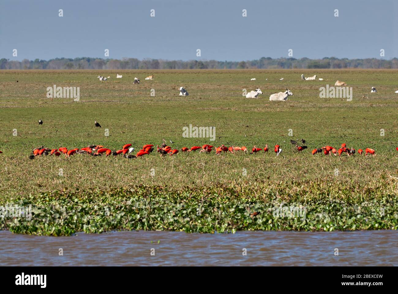 Colony of Scarlet Ibis, Eudocimus ruber, LOS LLANOS, Venezuela, South ...