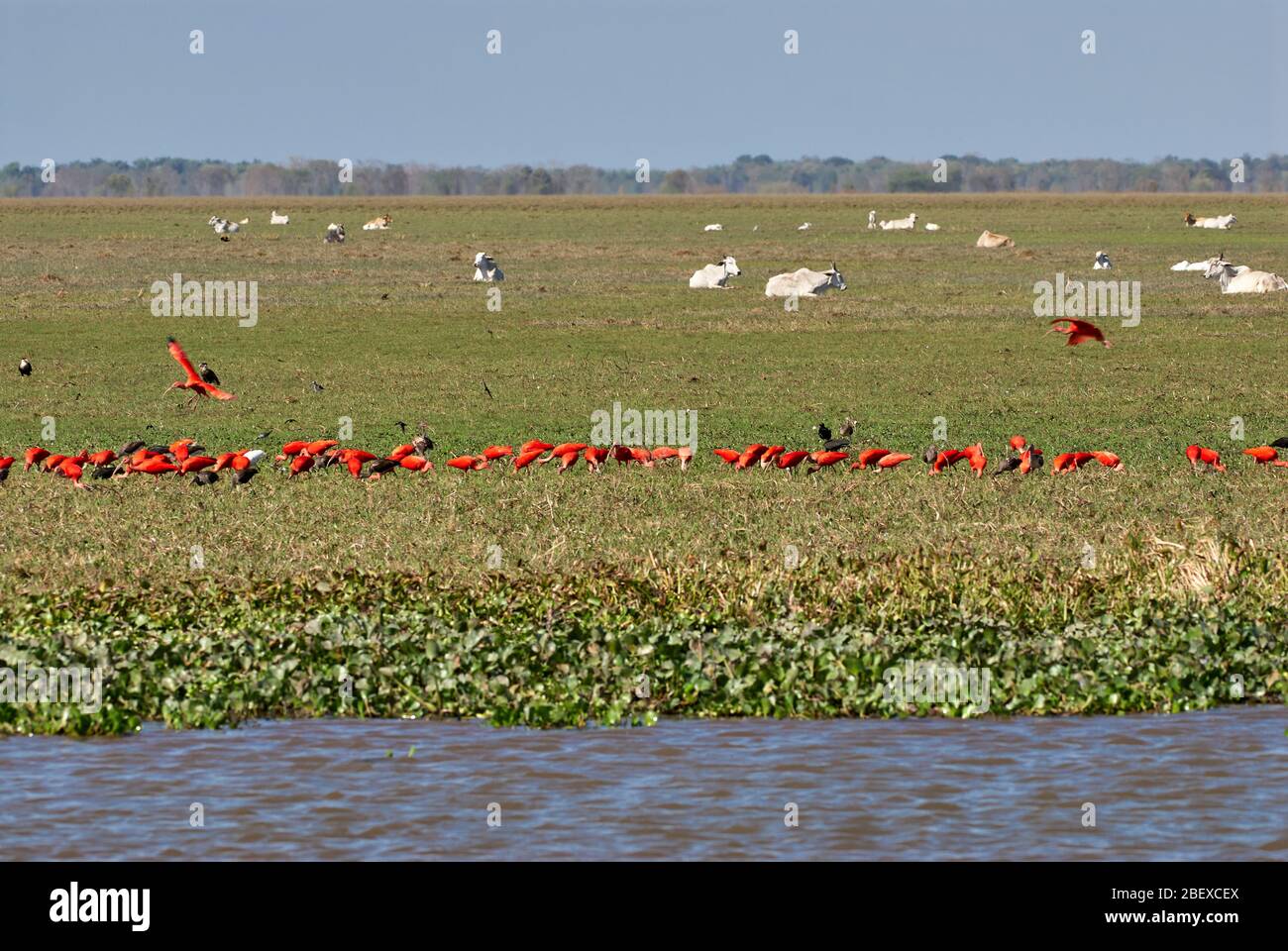 Colony of Scarlet Ibis, Eudocimus ruber, LOS LLANOS, Venezuela, South ...