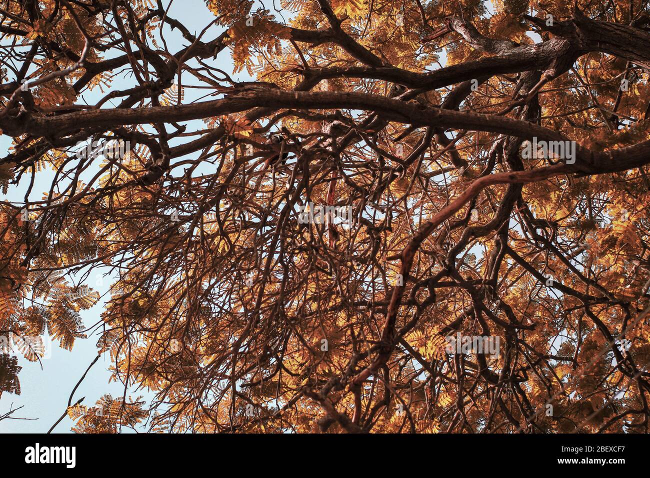 Karachi forest hi-res stock photography and images - Alamy