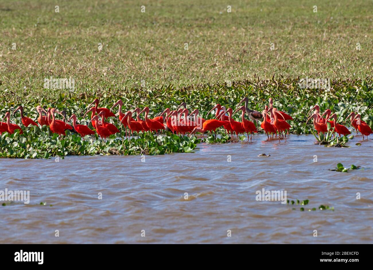 Colony of Scarlet Ibis, Eudocimus ruber, LOS LLANOS, Venezuela, South ...