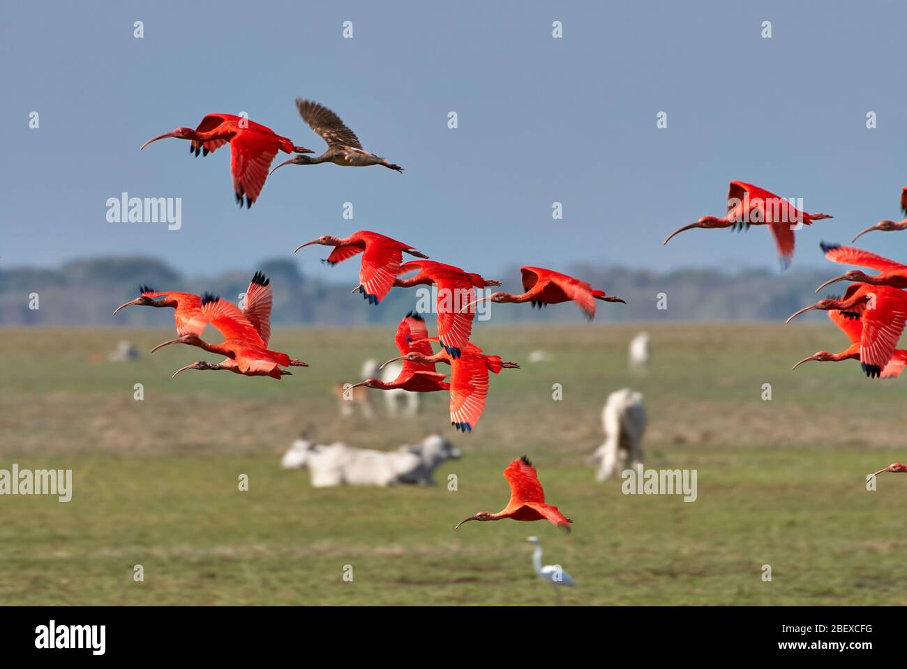 Colony of flying Scarlet Ibis, Eudocimus ruber, LOS LLANOS, Venezuela ...