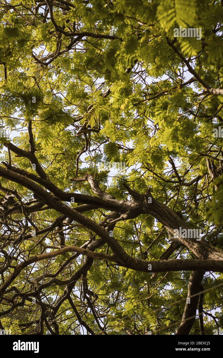 Karachi forest hi-res stock photography and images - Alamy