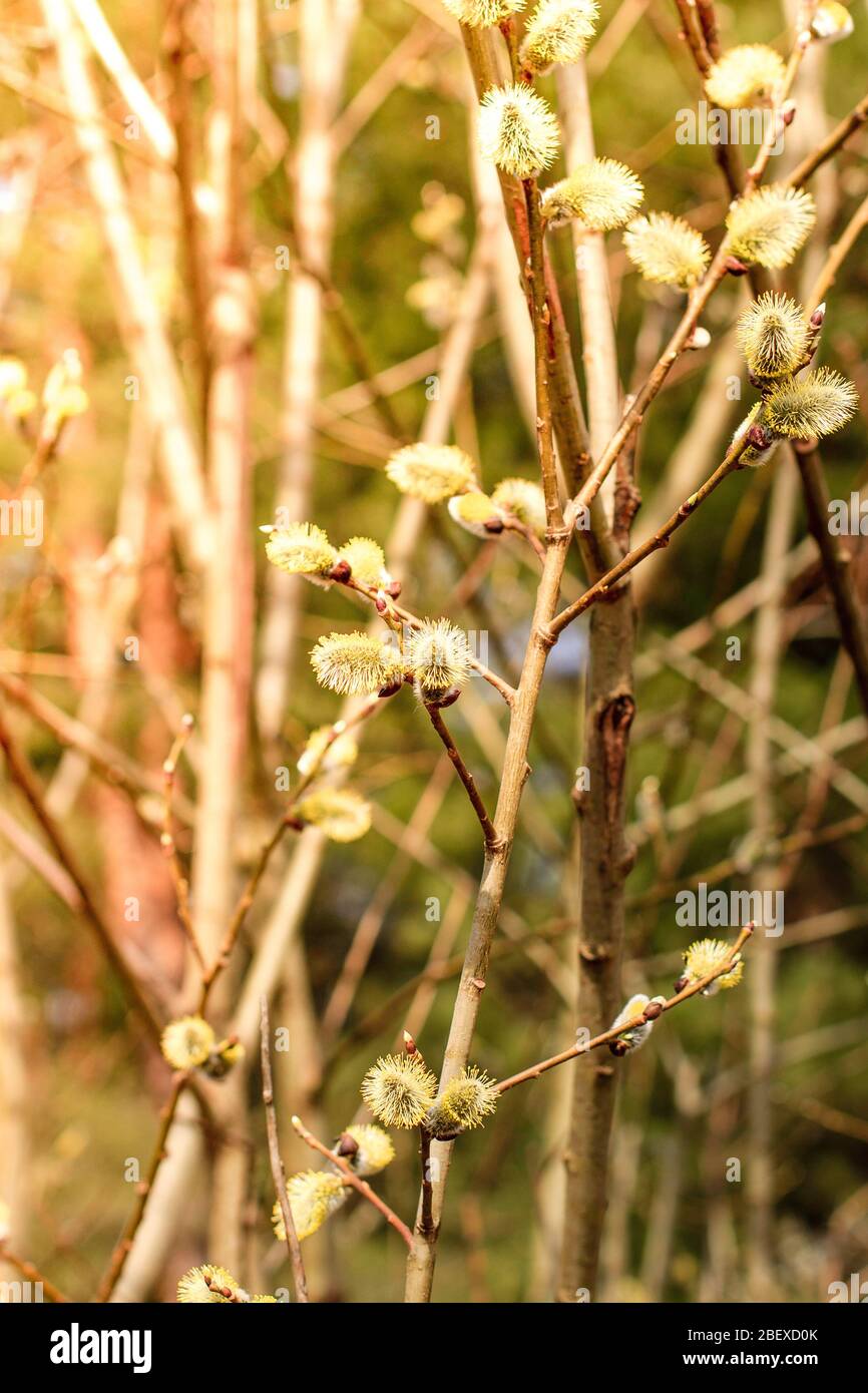 yellow willow branch at spring Stock Photo - Alamy