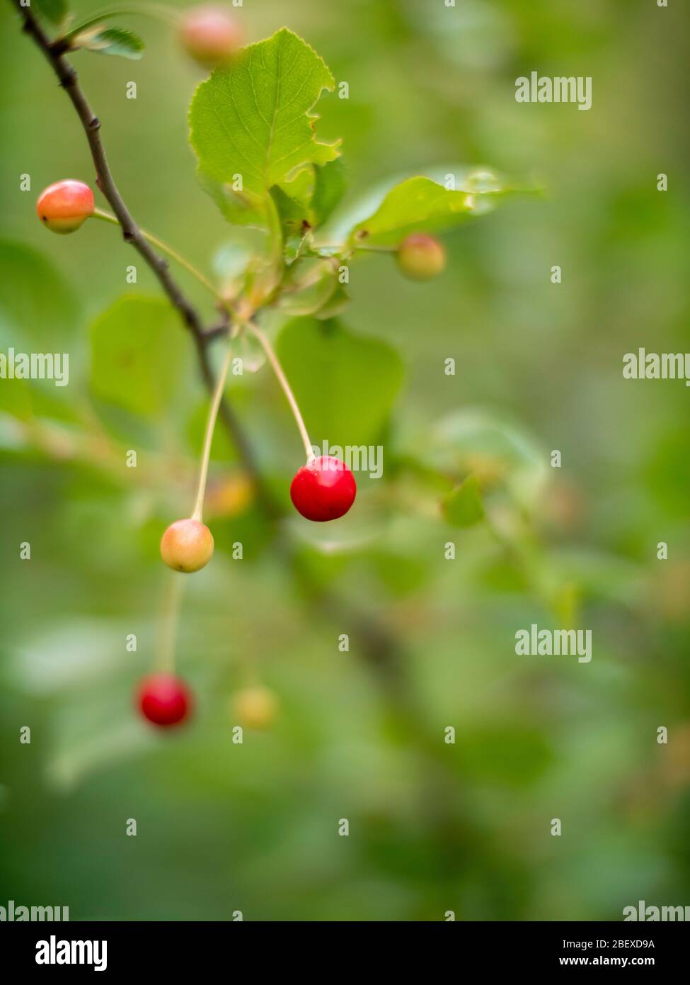 Turkey berries hi-res stock photography and images - Alamy