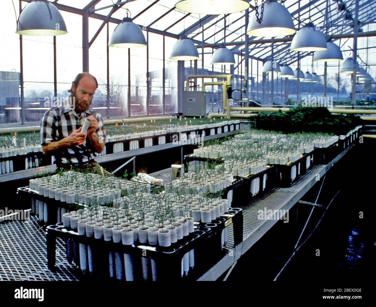 Laboratory worker testing plants in greenhouse Stock Photo - Alamy