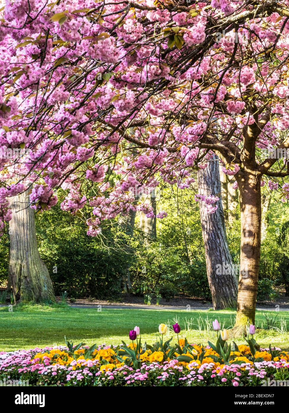 A flower bed and flowering pink cherry trees in an urban public park in ...