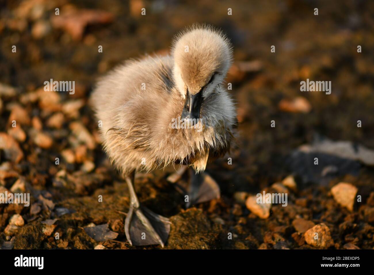 Duckling Swan High Resolution Stock Photography and Images - Alamy