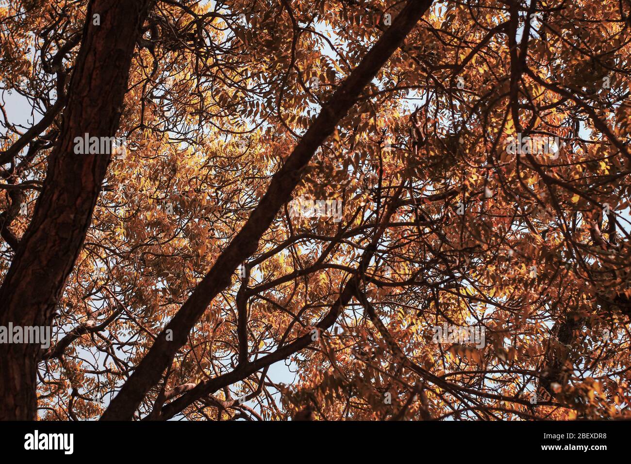 Karachi forest hi-res stock photography and images - Alamy