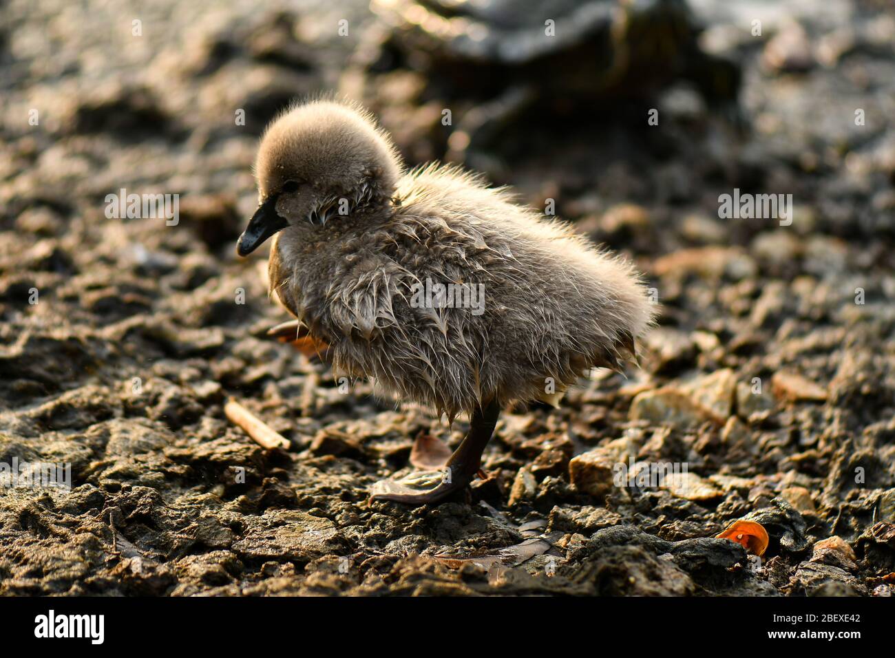 The ugly duckling hi-res stock photography and images - Alamy