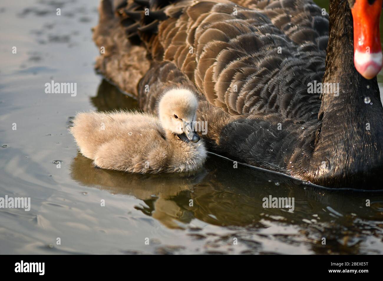 Lovable cygnet hi-res stock photography and images - Alamy