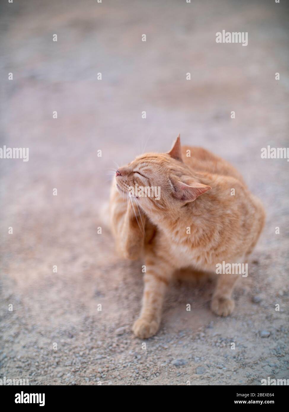 Dust cat hi-res stock photography and images - Alamy