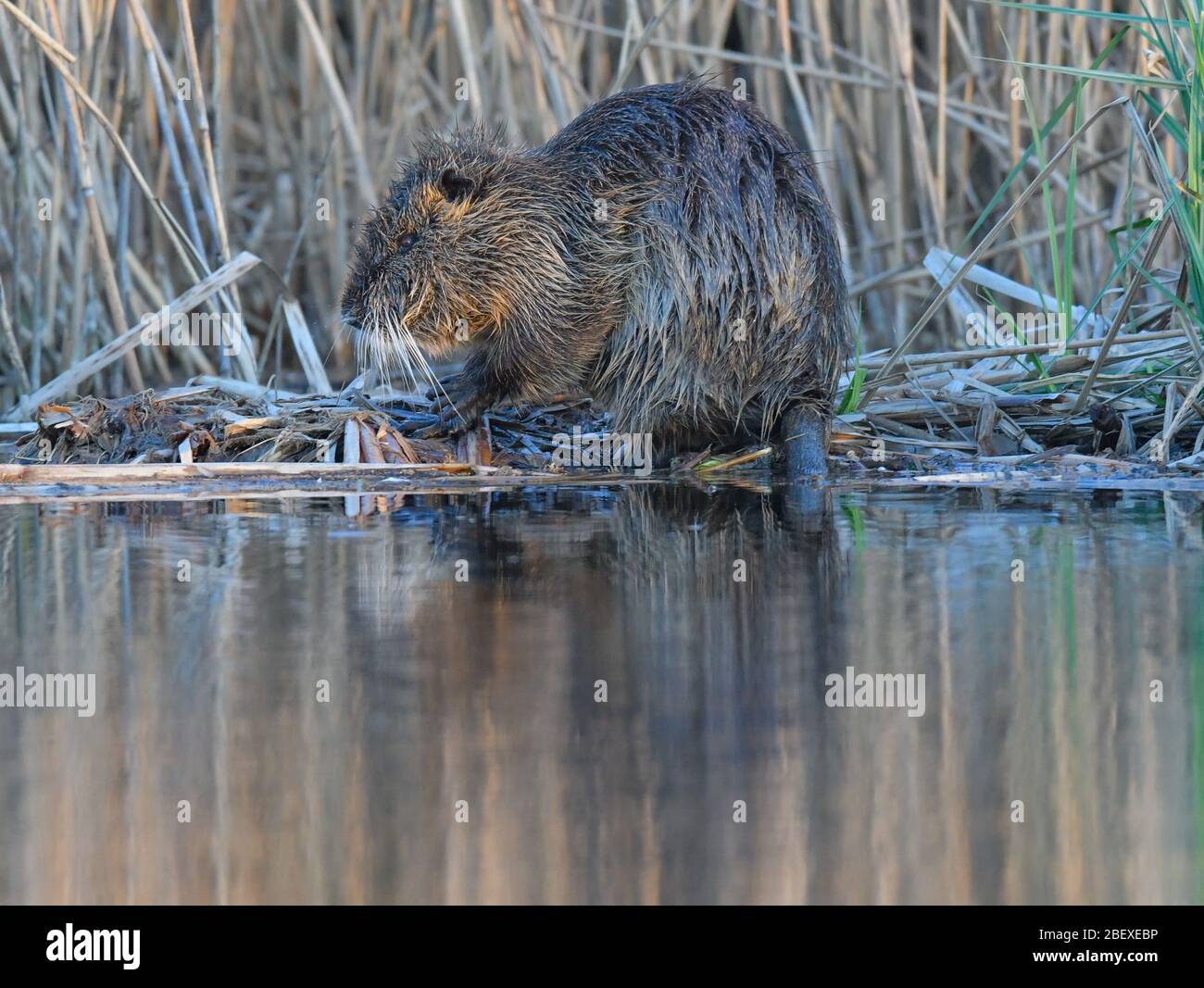 Rat in profile hi-res stock photography and images - Alamy