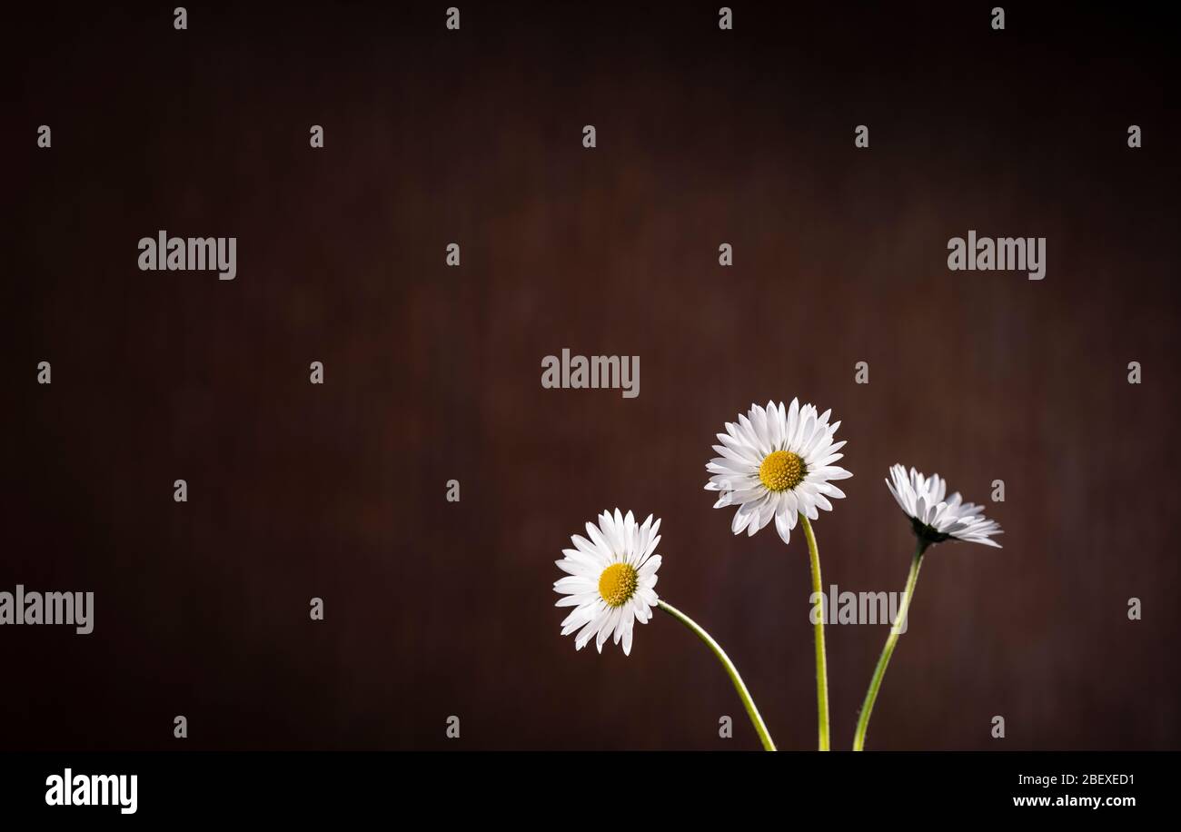 Graceful daisies hi-res stock photography and images - Alamy