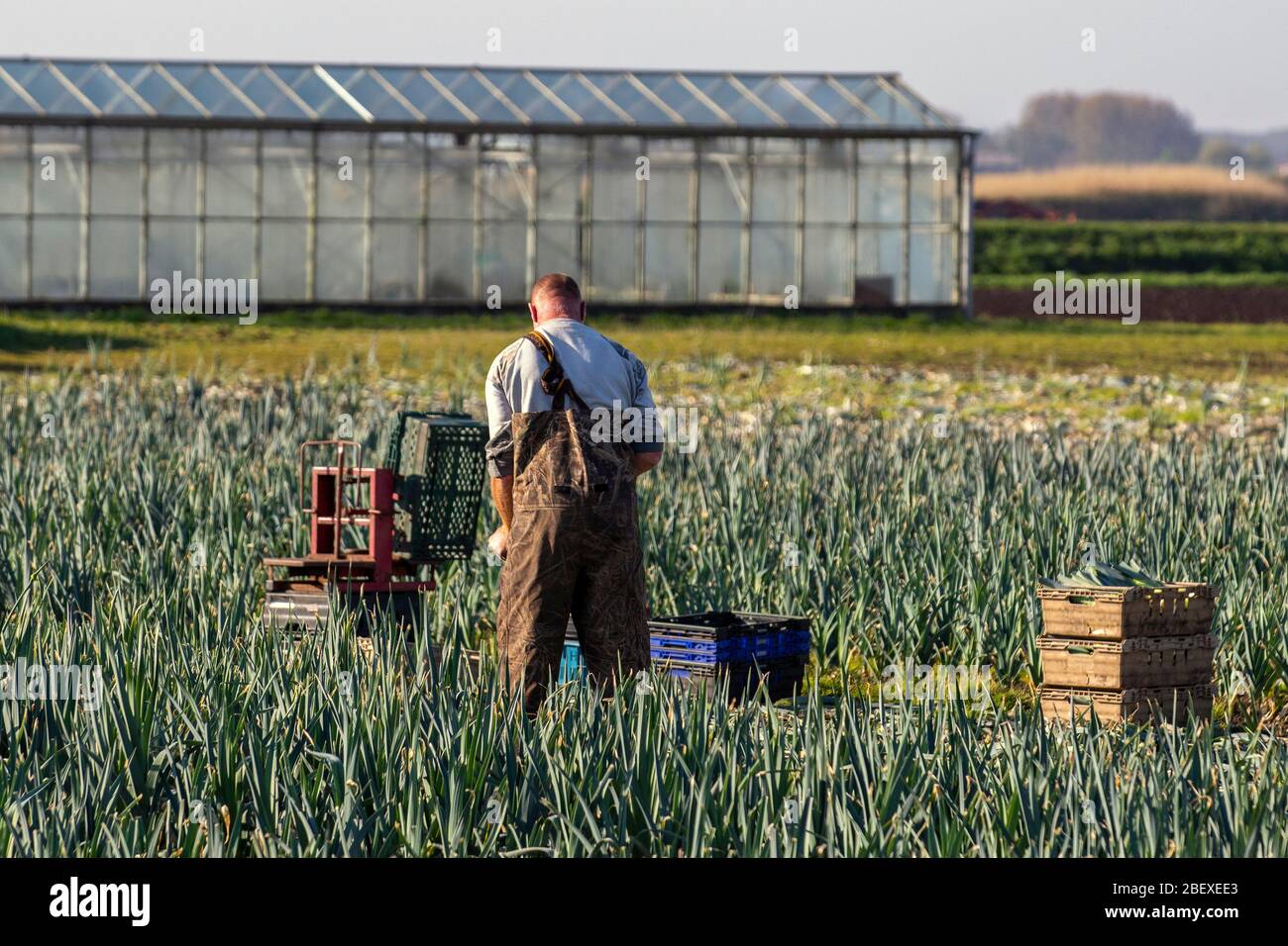 Farmer hand picking leeks in Tarleton, Lancashire. Local commercial ...