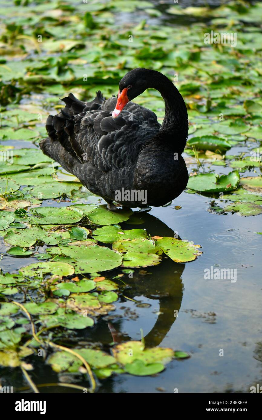 Lovable cygnet hi-res stock photography and images - Alamy