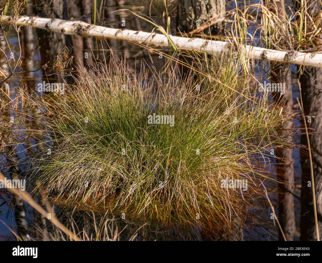swamp grass texture, abstract background image Stock Photo - Alamy